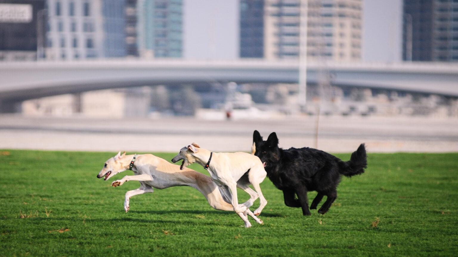 Dog Friendly Hotels in Dubai | Cheval Collection